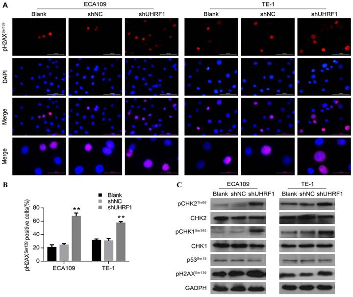 UHRF1 is an Independent Prognostic Factor and a Potential Therapeutic ...