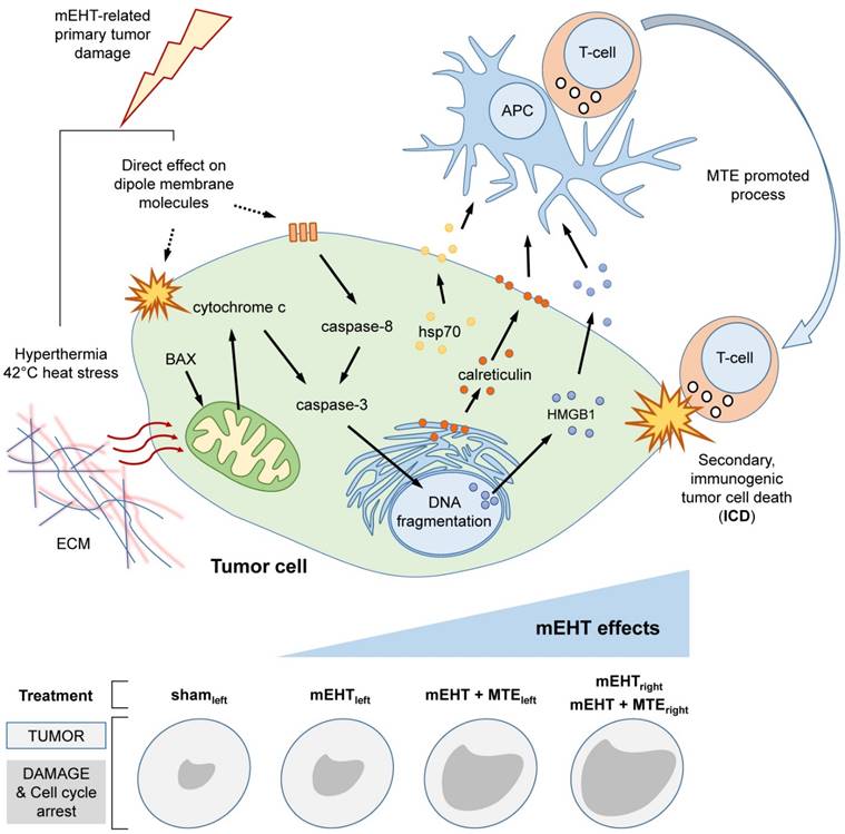 Modulated electro-hyperthermia induced loco-regional and systemic tumor ...