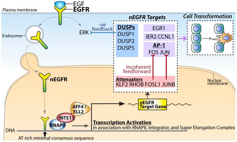 Nuclear EGFR and Integrator/Super Elongation Complex concurrently binds ...