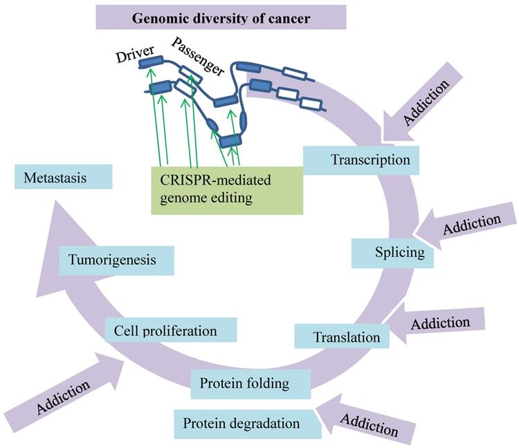 Break Breast Cancer Addiction by CRISPR/Cas9 Genome Editing