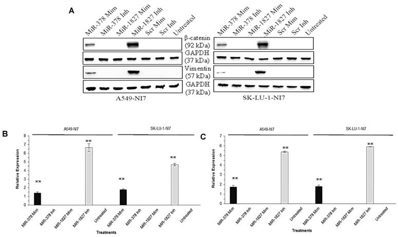 MiR-378 and MiR-1827 Regulate Tumor Invasion, Migration and ...