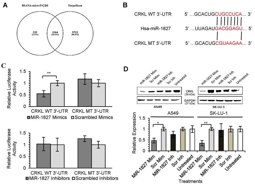 MiR-378 and MiR-1827 Regulate Tumor Invasion, Migration and ...
