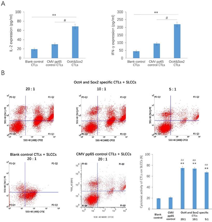 Antigen presentation of the Oct4 and Sox2 peptides by CD154-activated B ...