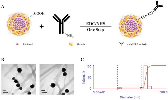 Recombinant nanocomposites by the clinical drugs of Abraxane® and ...