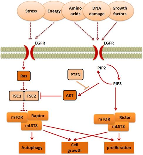 mTOR signaling-related MicroRNAs and Cancer involvement