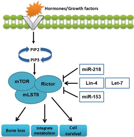 mTOR signaling-related MicroRNAs and Cancer involvement