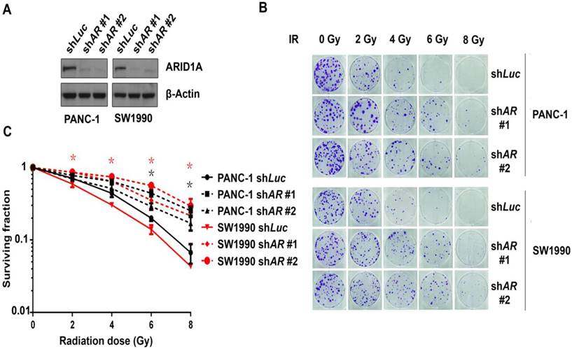 Inhibition of PI3K/AKT Signaling Pathway Radiosensitizes Pancreatic ...