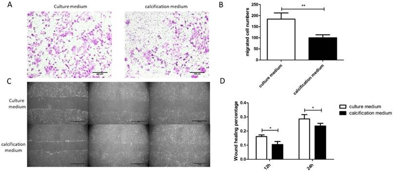 Switch of the ovarian cancer cell to a calcifying phenotype in the ...