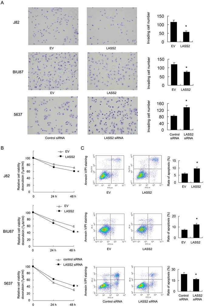 LASS2 regulates invasion and chemoresistance via ERK/Drp1 modulated ...