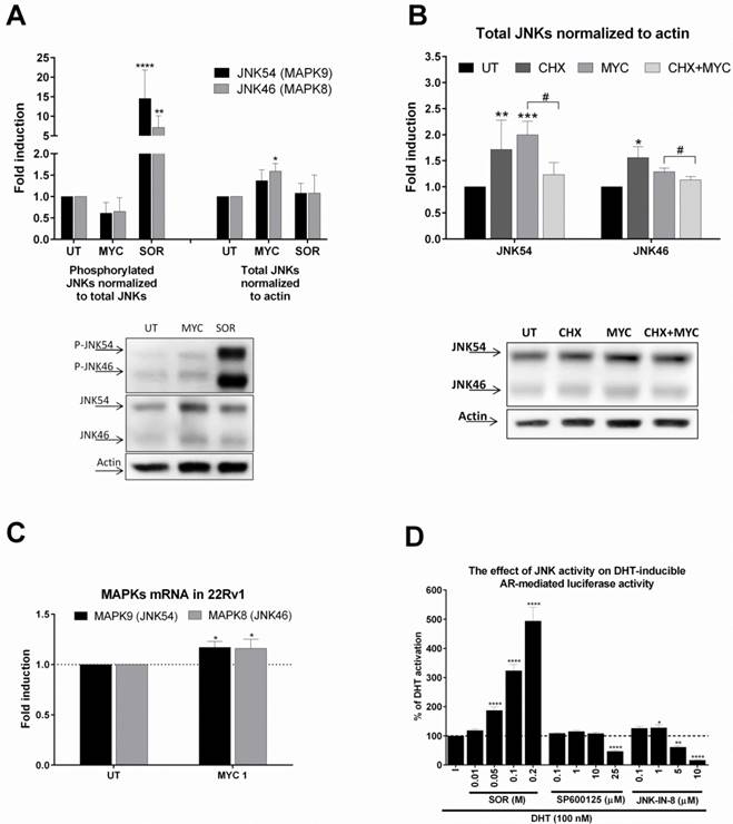 Mycophenolate Mofetil induces c-Jun-N-terminal kinase expression in ...