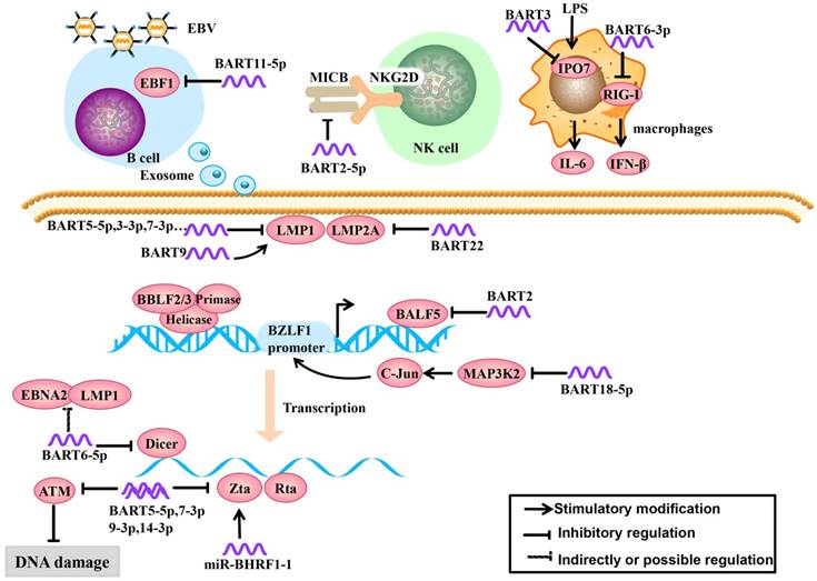 The emerging role of Epstein-Barr virus encoded microRNAs in ...