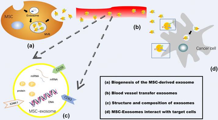 Mesenchymal Stem Cell Derived Exosomes in Cancer Progression ...