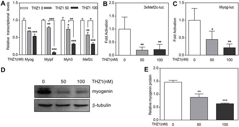 Covalent CDK7 Inhibitor THZ1 Inhibits Myogenic Differentiation