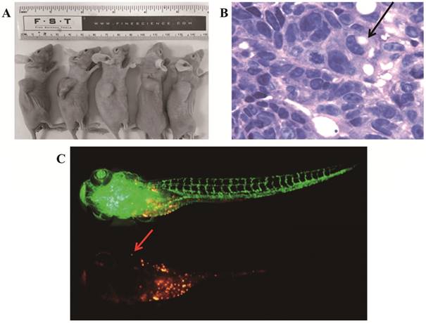 Establishment and Characterization of gc-006-03, a Novel Human Signet ...