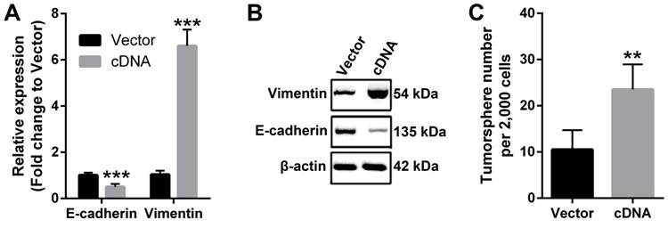 LncRNA PVT1 promotes malignant progression in squamous cell carcinoma ...