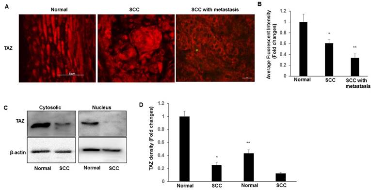 Distinct Changes in the Expression TAZ are Associated with Normal ...
