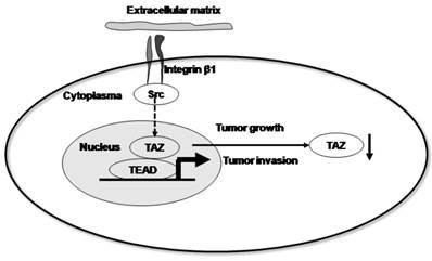 Distinct Changes in the Expression TAZ are Associated with Normal ...