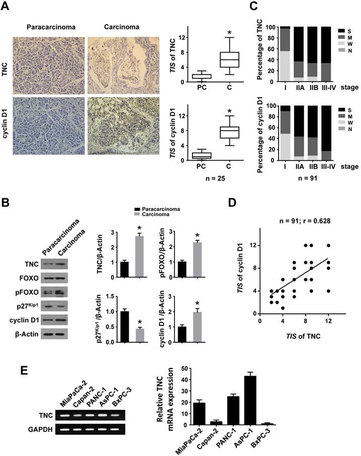 Tenascin-C Modulates Cell Cycle Progression to Enhance Tumour Cell ...
