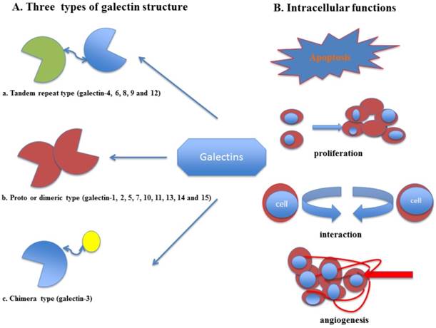 The Role of Galectins in Tumor Progression, Treatment and Prognosis of ...