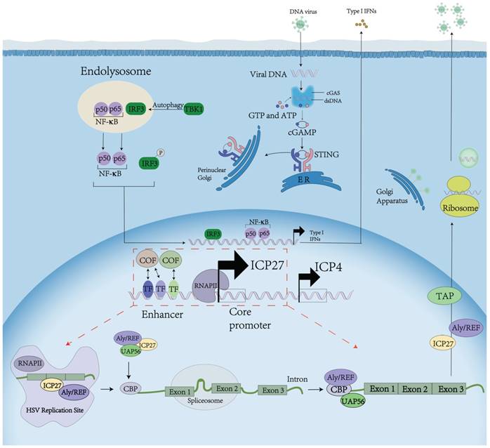Identification of Putative UL54 (ICP27) Transcription Regulatory ...