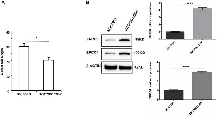 MiR-192-5p reverses cisplatin resistance by targeting ERCC3 and ERCC4 ...