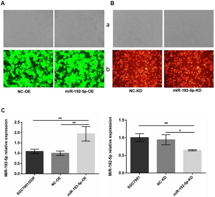 MiR-192-5p reverses cisplatin resistance by targeting ERCC3 and ERCC4 ...