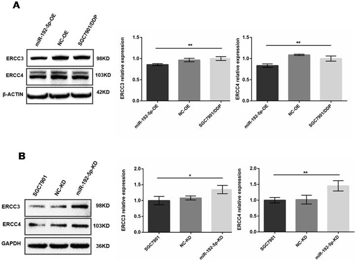 MiR-192-5p reverses cisplatin resistance by targeting ERCC3 and ERCC4 ...