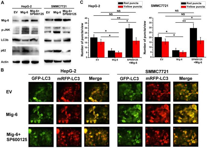 AAV-Mig-6 Increase the Efficacy of TAE in VX2 Rabbit Model, Is ...