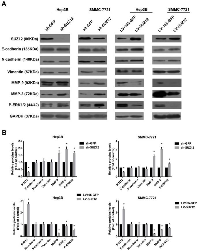 The Down-Regulation of SUZ12 Accelerates the Migration and Invasion of ...