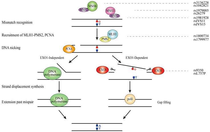 Genetic Polymorphisms of DNA Repair Pathways in Sporadic Colorectal ...