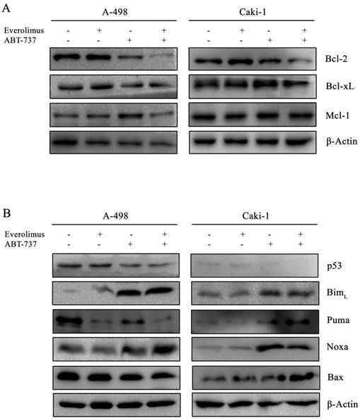 Dual-Inhibition of mTOR and Bcl-2 Enhances the Anti-tumor Effect of ...