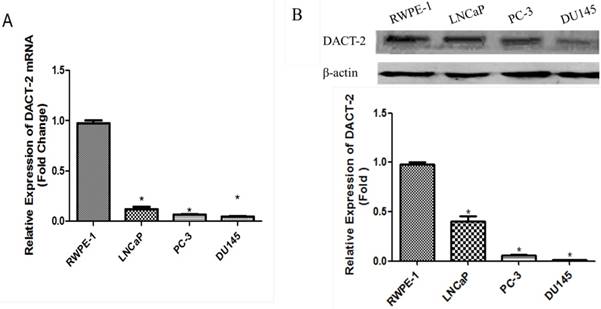 Downregulation of DACT-2 by Promoter Methylation and its ...