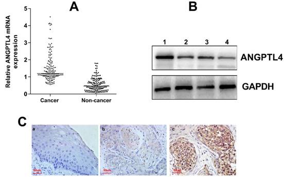 Up-regulated of Angiopoietin-Like Protein 4 Predicts Poor Prognosis in ...
