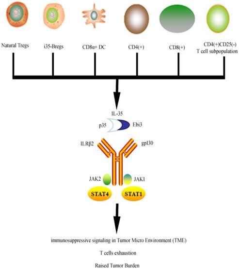 Interleukin-35 as an Emerging Player in Tumor Microenvironment
