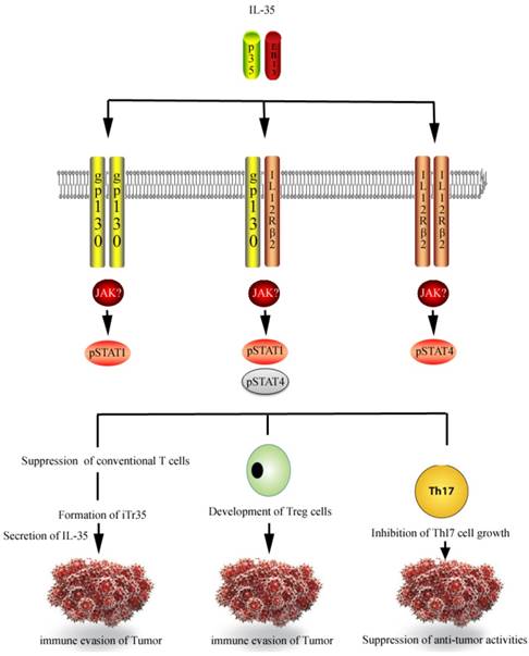 Interleukin-35 as an Emerging Player in Tumor Microenvironment
