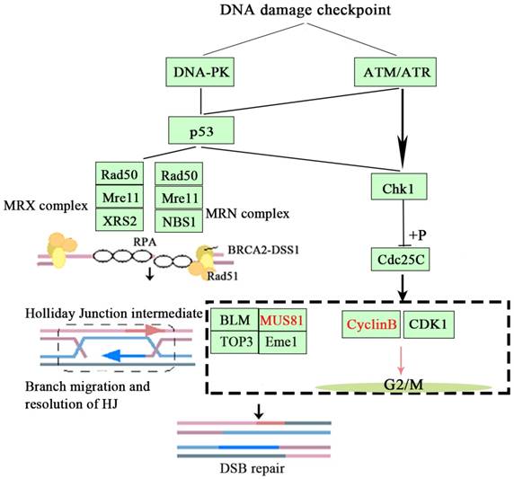 MUS81 Inhibition Increases the Sensitivity to Therapy Effect in ...
