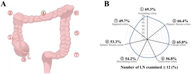 Proximal Vs Distal Colon