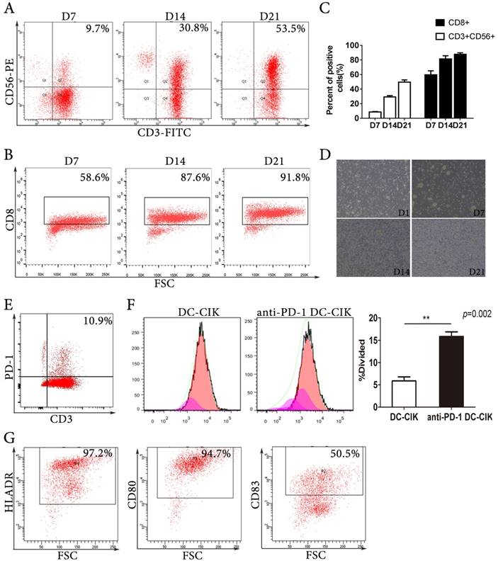 Blocking the PD-1/PD-L1 axis in dendritic cell-stimulated Cytokine ...
