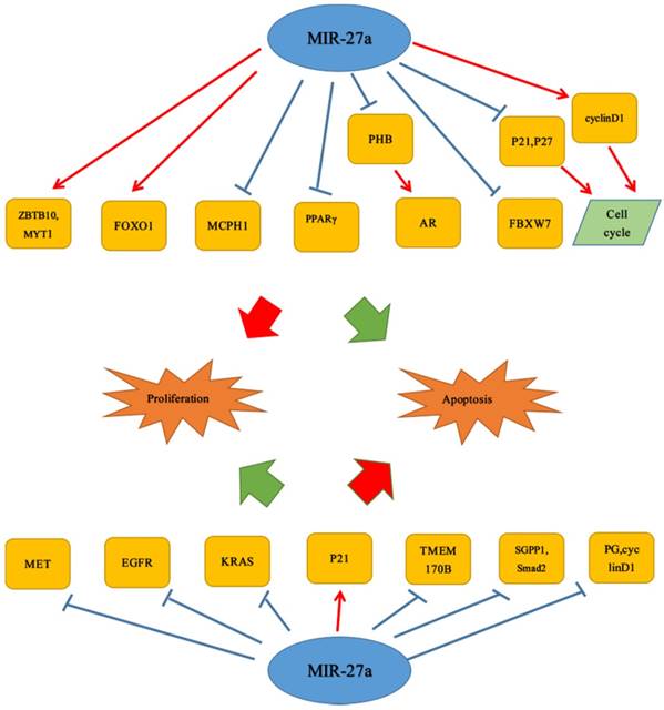 MiR-27a: A Novel Biomarker and Potential Therapeutic Target in Tumors