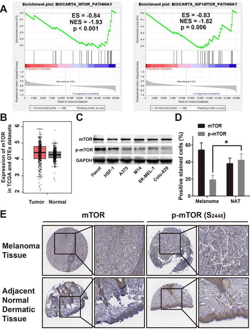 EMP2 acts as a suppressor of melanoma and is negatively regulated by ...