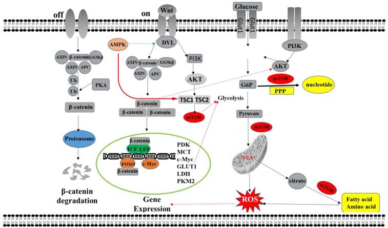 The role of Wnt signaling pathway in tumor metabolic reprogramming