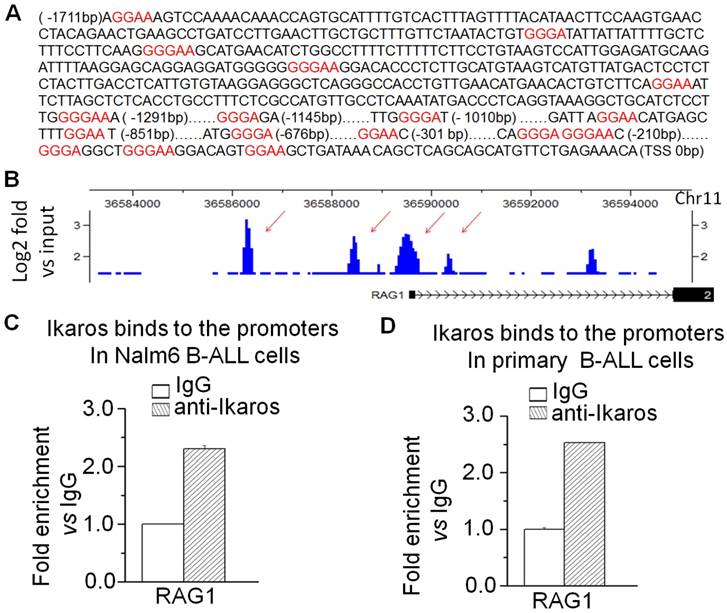 RAG1 high expression associated with IKZF1 dysfunction in adult B-cell ...