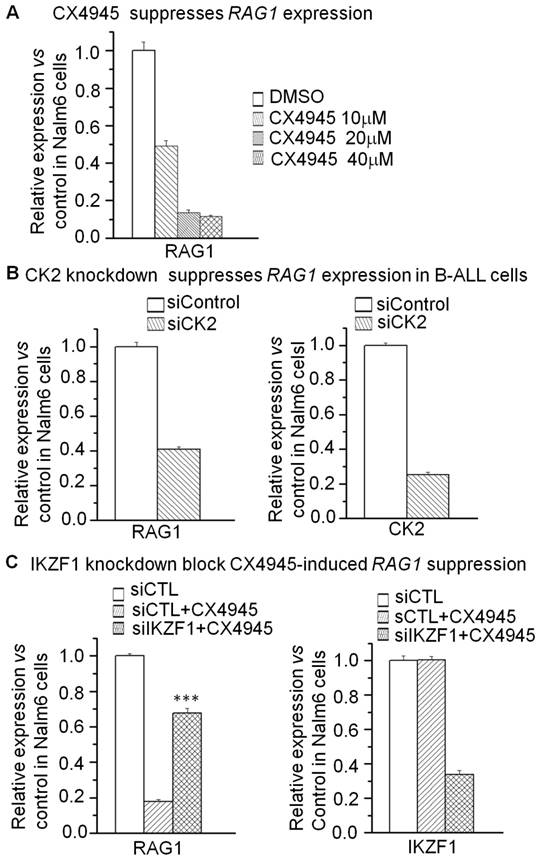 RAG1 high expression associated with IKZF1 dysfunction in adult B-cell ...