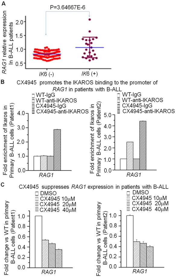 RAG1 high expression associated with IKZF1 dysfunction in adult B-cell ...