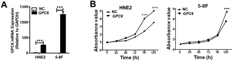 GPC6 Promotes Cell Proliferation, Migration, and Invasion in ...