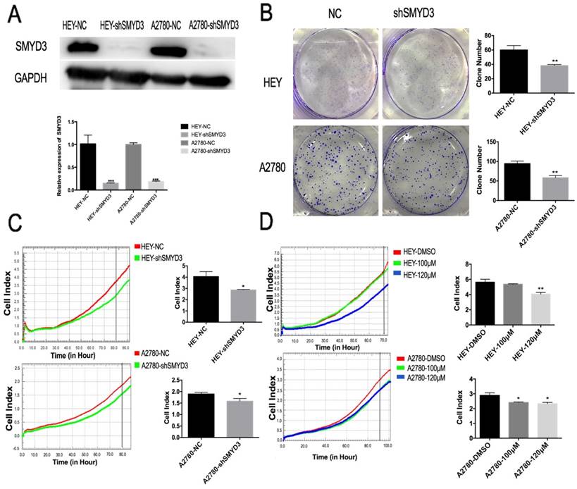 Overexpression of SMYD3 in Ovarian Cancer is Associated with Ovarian ...