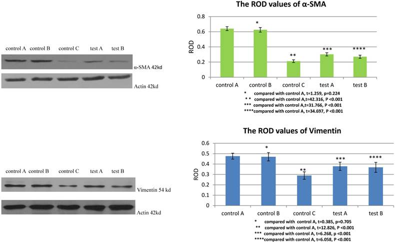 Mesenchymal Stem Cells Accelerate the Remodeling of Bladder VX2 Tumor ...
