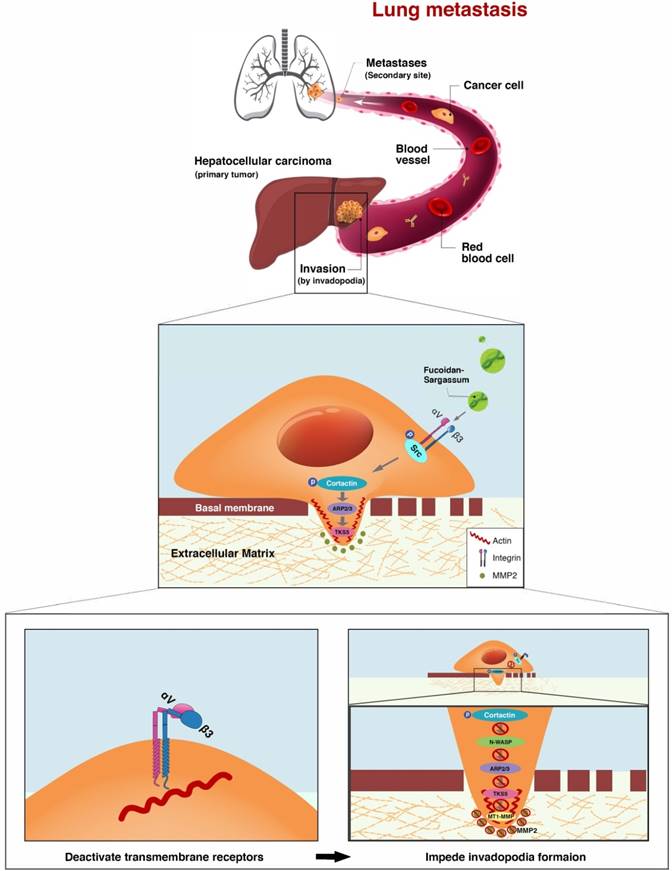 Antimetastatic Effect of Fucoidan-Sargassum against Liver Cancer Cell ...
