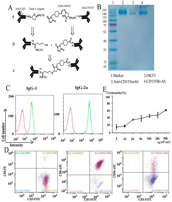 Targeting immunotherapy for bladder cancer by using anti-CD3 × CD155 ...