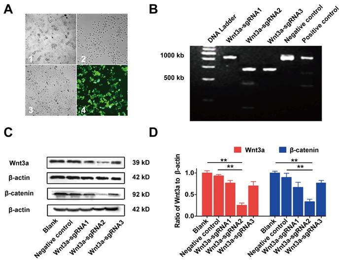 Oncogenic Wnt3a: A Candidate Specific Marker and Novel Molecular Target ...